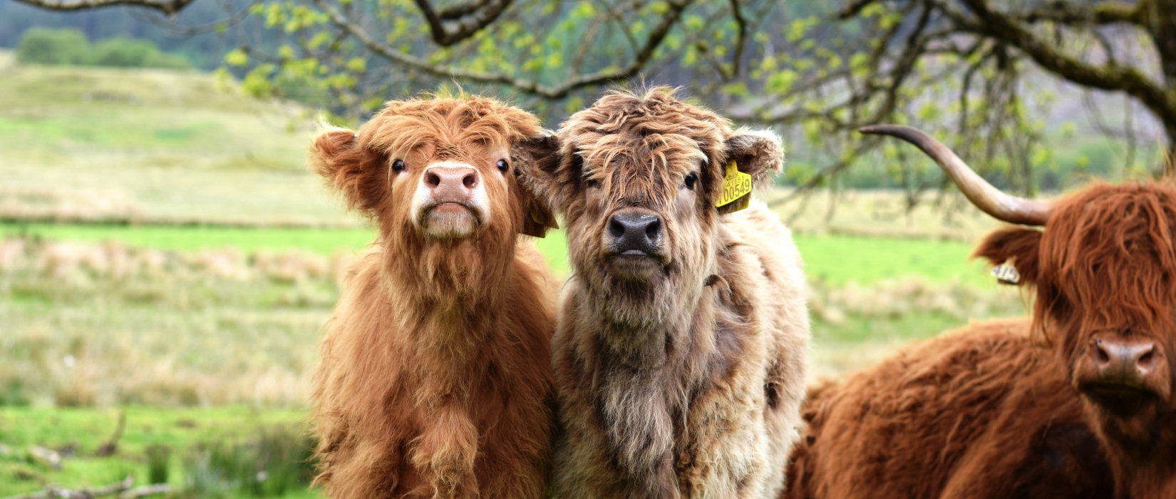 Barguillean Farm - Self-Catering Cottage and Angus's Garden - Argyll, West Scotland